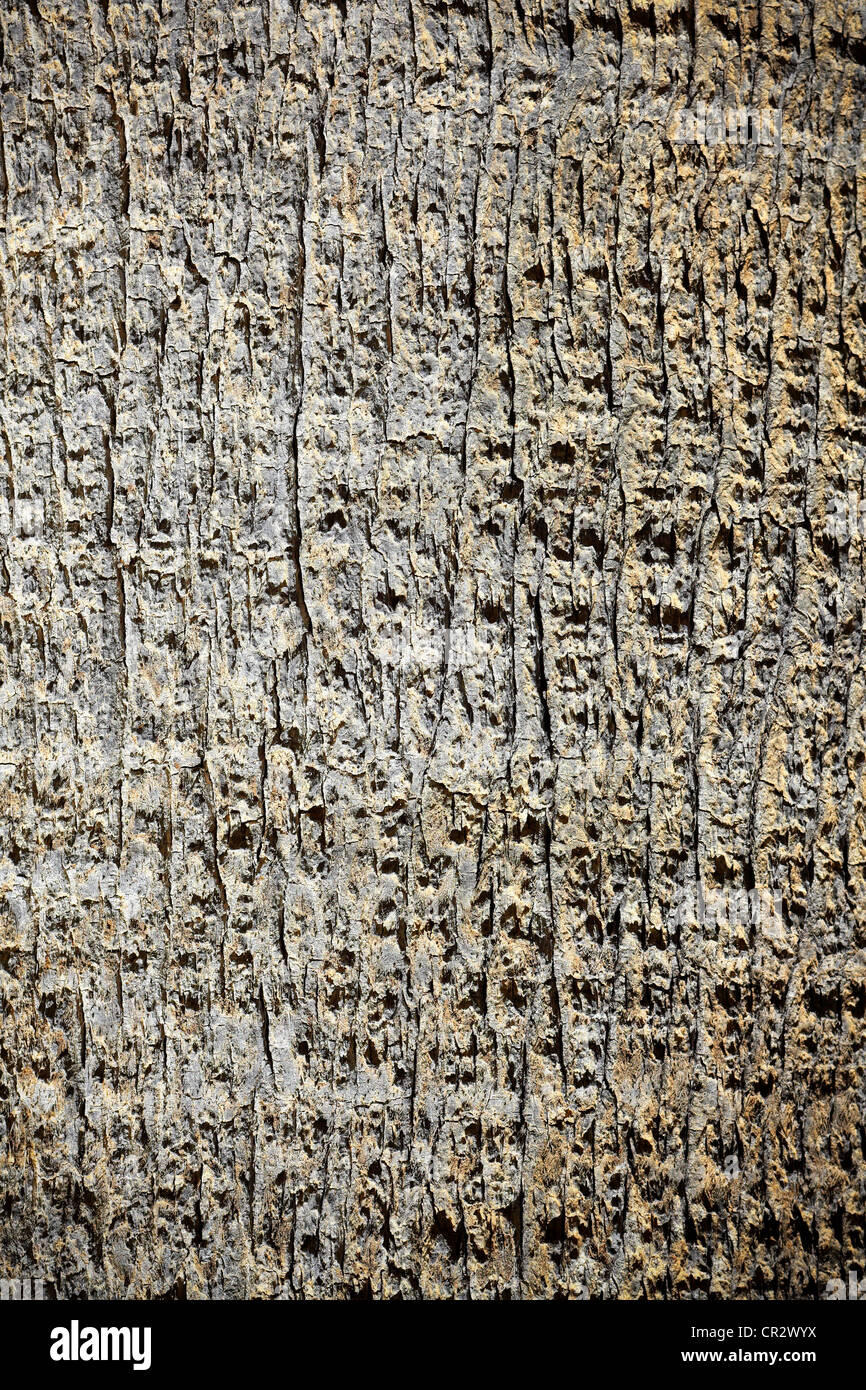 Background of bark Stock Photo - Alamy