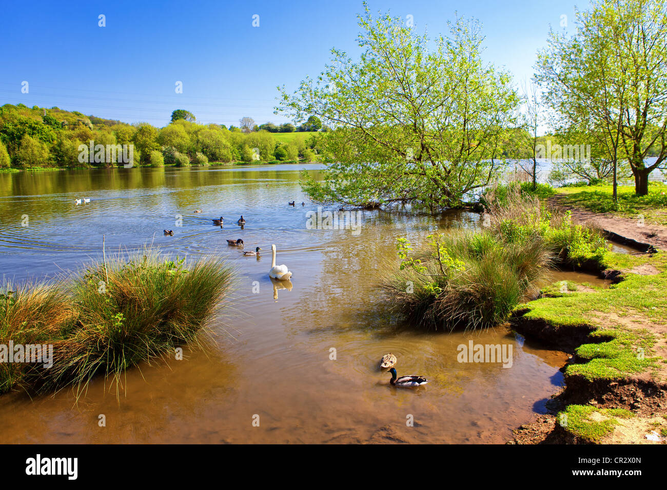 Beautiful summer lake Stock Photo - Alamy