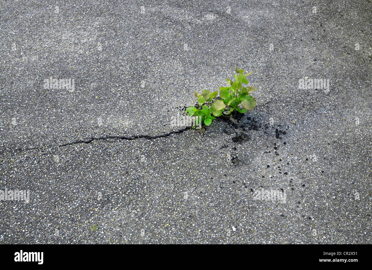 plant break through the asphalt Stock Photo - Alamy