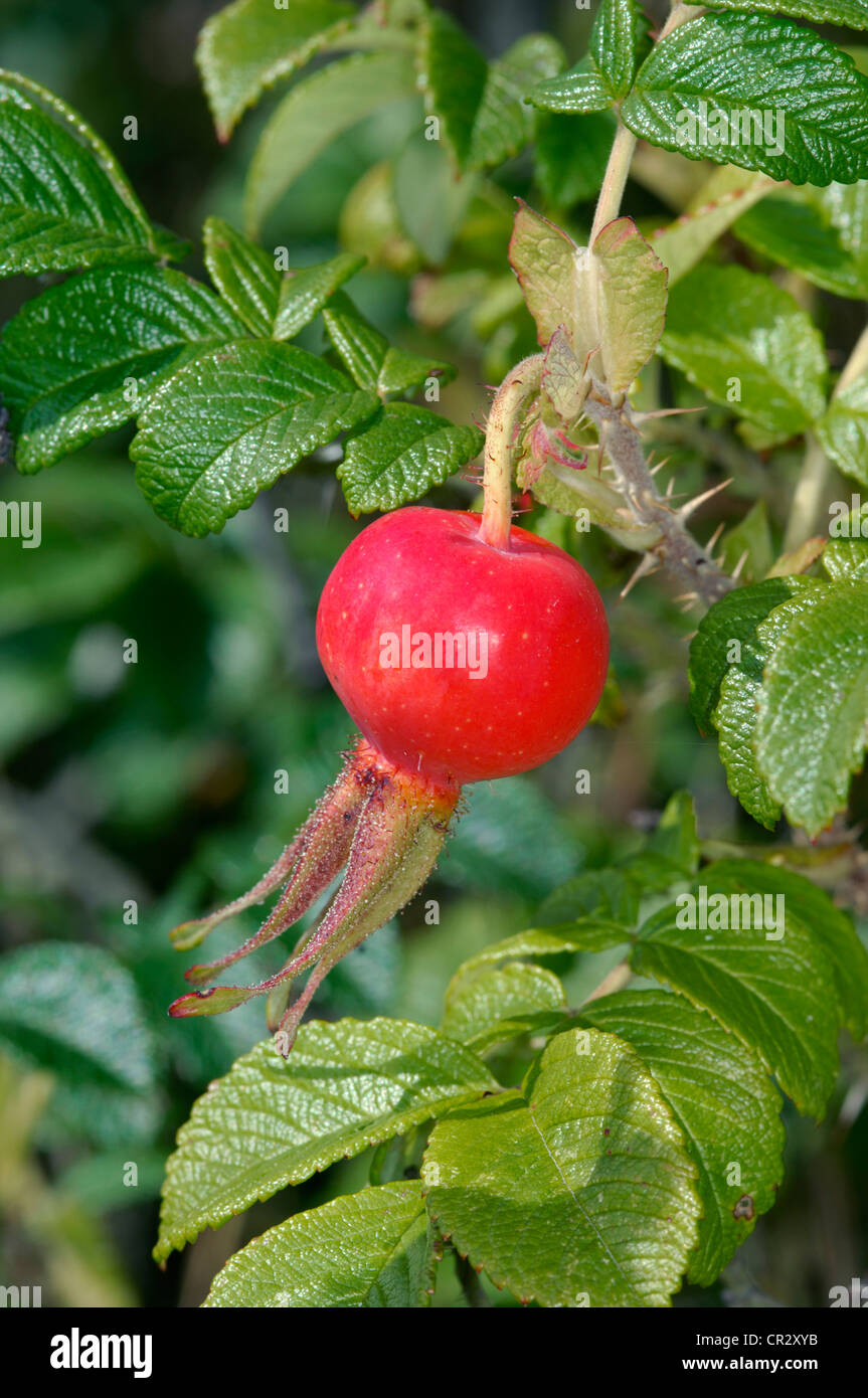 Rugosa hips hi-res stock photography and images - Alamy