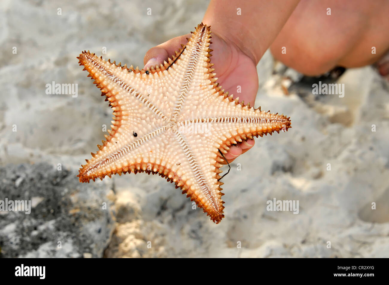 Red cushion sea star (Oreaster reticulatus), bottom view, protected ...