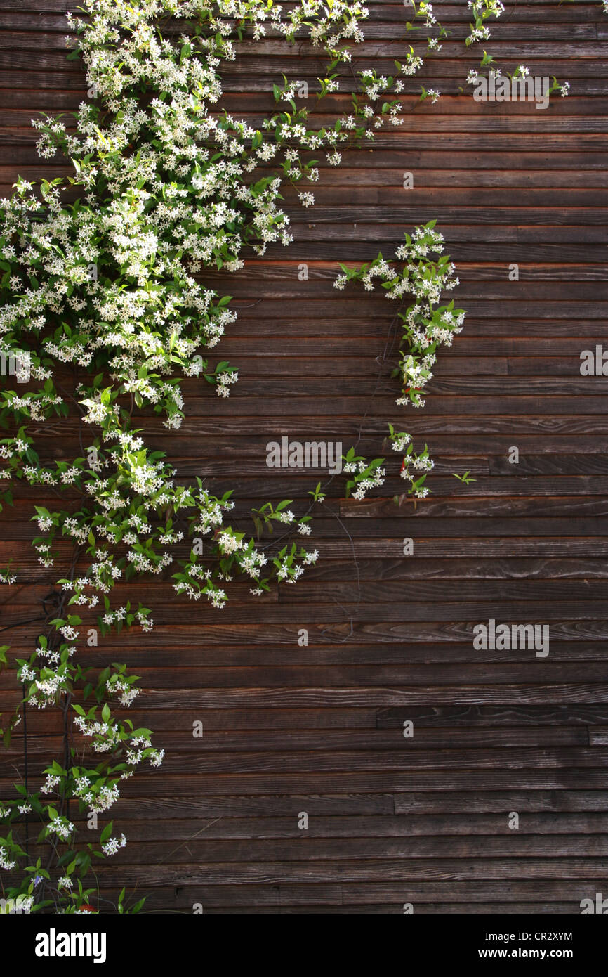 Climbing jasmine hi-res stock photography and images - Alamy