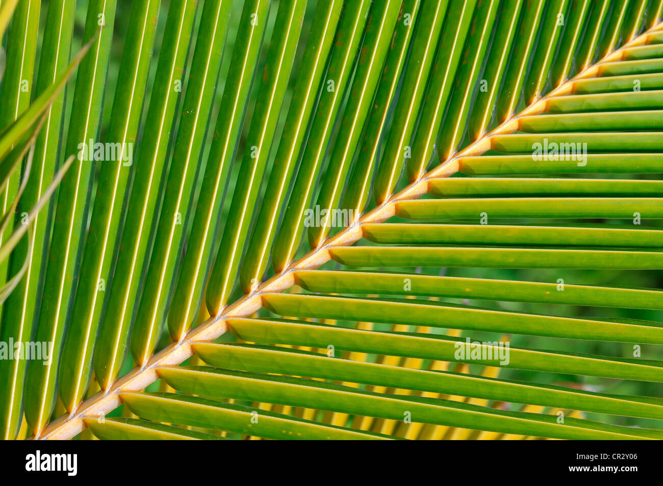 Frond of a Nipa or Attap Palm (Nypa fruticans), mangrove palm, Caya ...