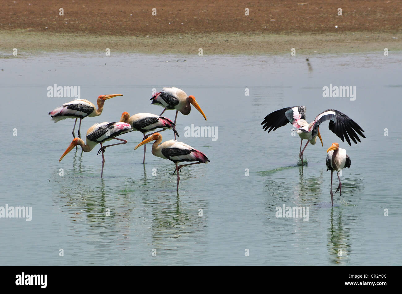 Painted Storks in of Koonthankulam Bird Sanctuary of India Stock Photo - Alamy