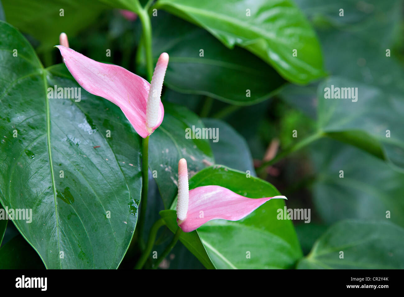 Anthurium sp (Araceae Stock Photo - Alamy