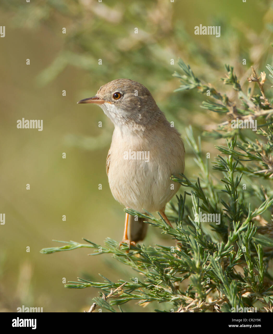 Spectacled Warbler female Sylvia conspicillata near nest site Cyprus ...
