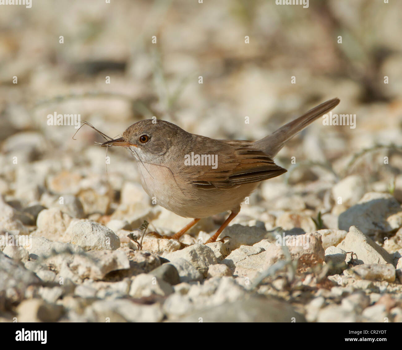 Spectacled Warbler female Sylvia conspicillata with nesting material in ...