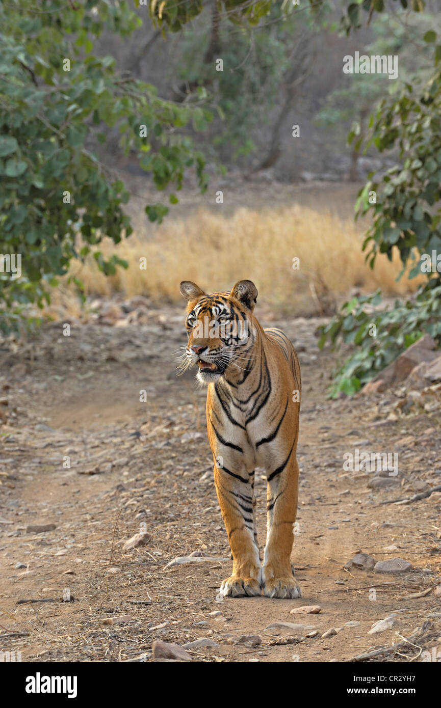 Wild Tiger (Panthera tigris) in his natural dry deciduous habitat in ...