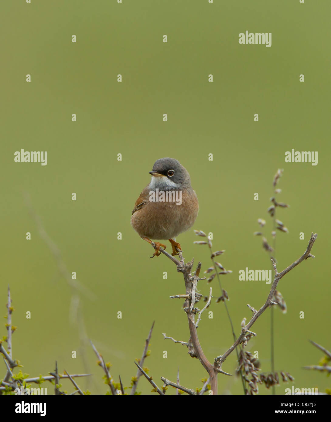 Spectacled Warbler Male Sylvia conspicillata perched Cyprus April Stock ...