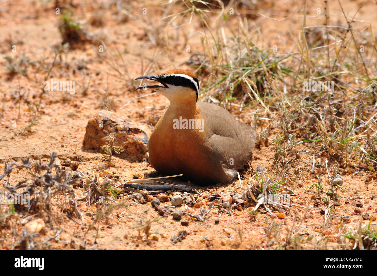 Indian Courser Of India High Resolution Stock Photography and Images ...
