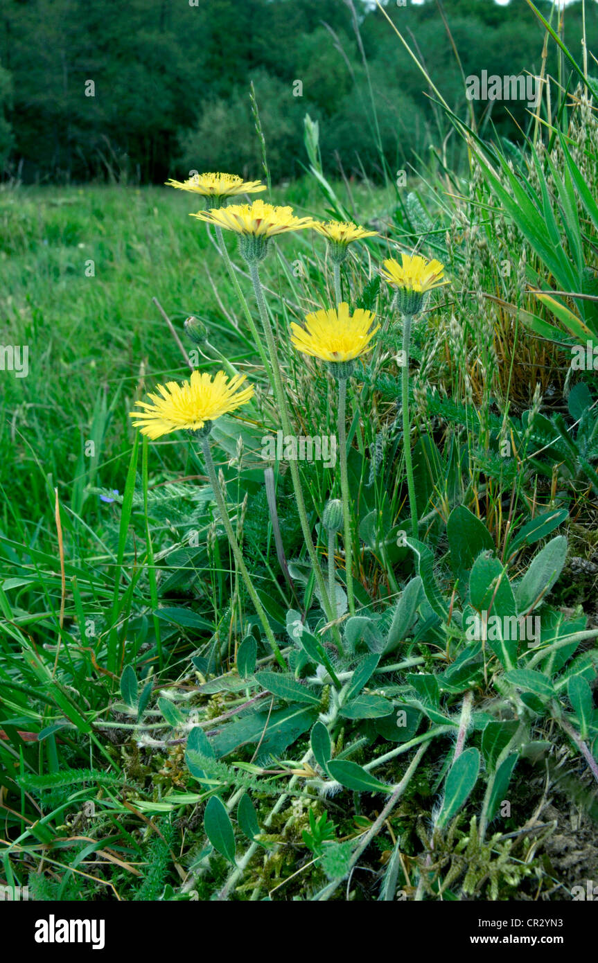 MOUSE-EAR HAWKWEED Pilosella officinarum (Asteraceae Stock Photo - Alamy