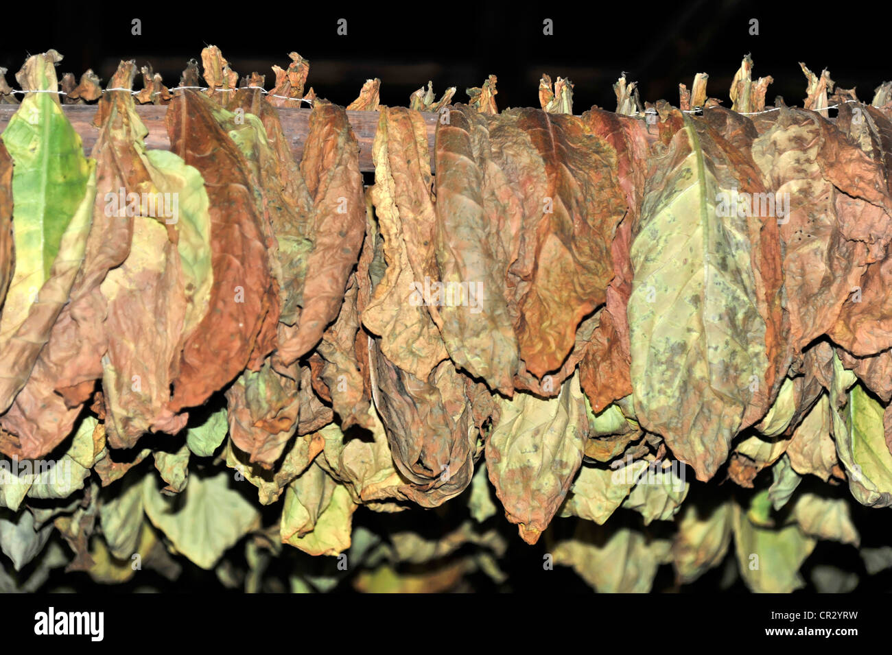 Tobacco curing hi-res stock photography and images - Alamy