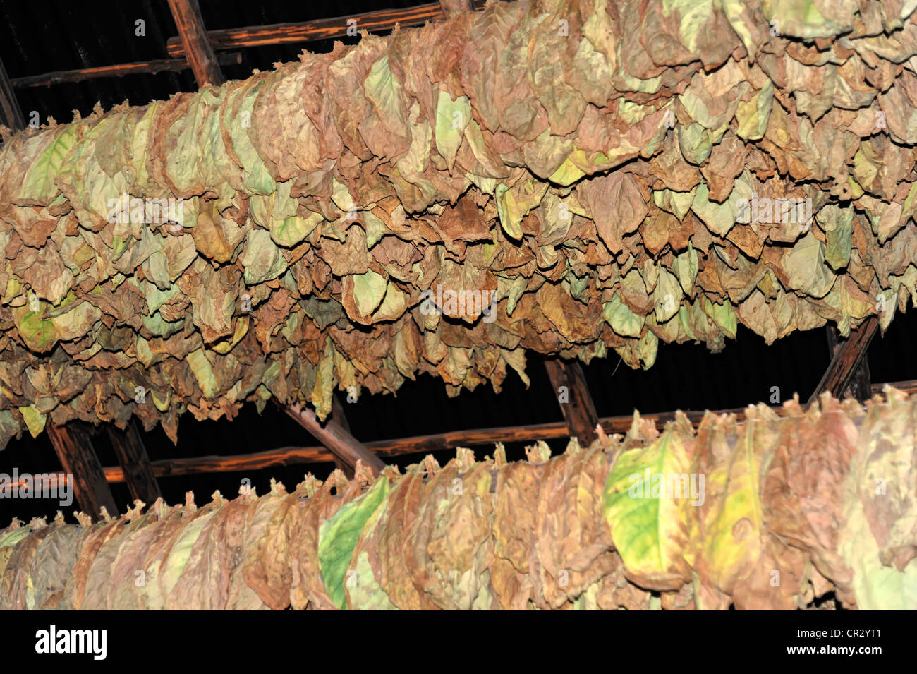Tobacco in a curing barn, tobacco leaves, Tobacco (Nicotiana), tobacco ...
