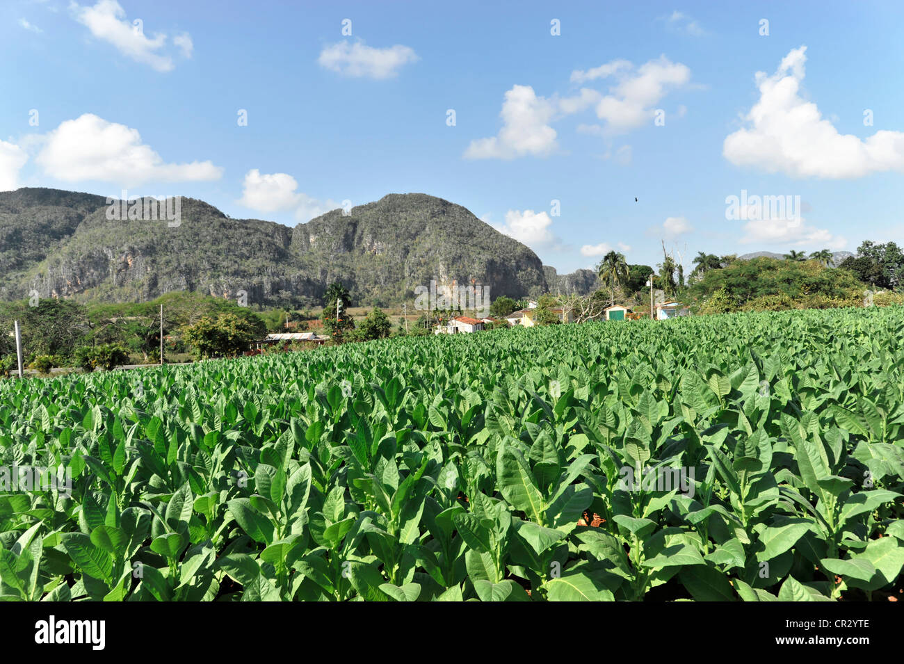 Tobacco plantation hi-res stock photography and images - Alamy