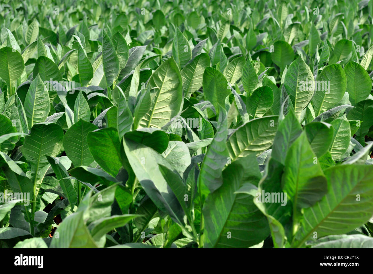 Tobacco plantation, tobacco leaves, Tobacco (Nicotiana), tobacco ...