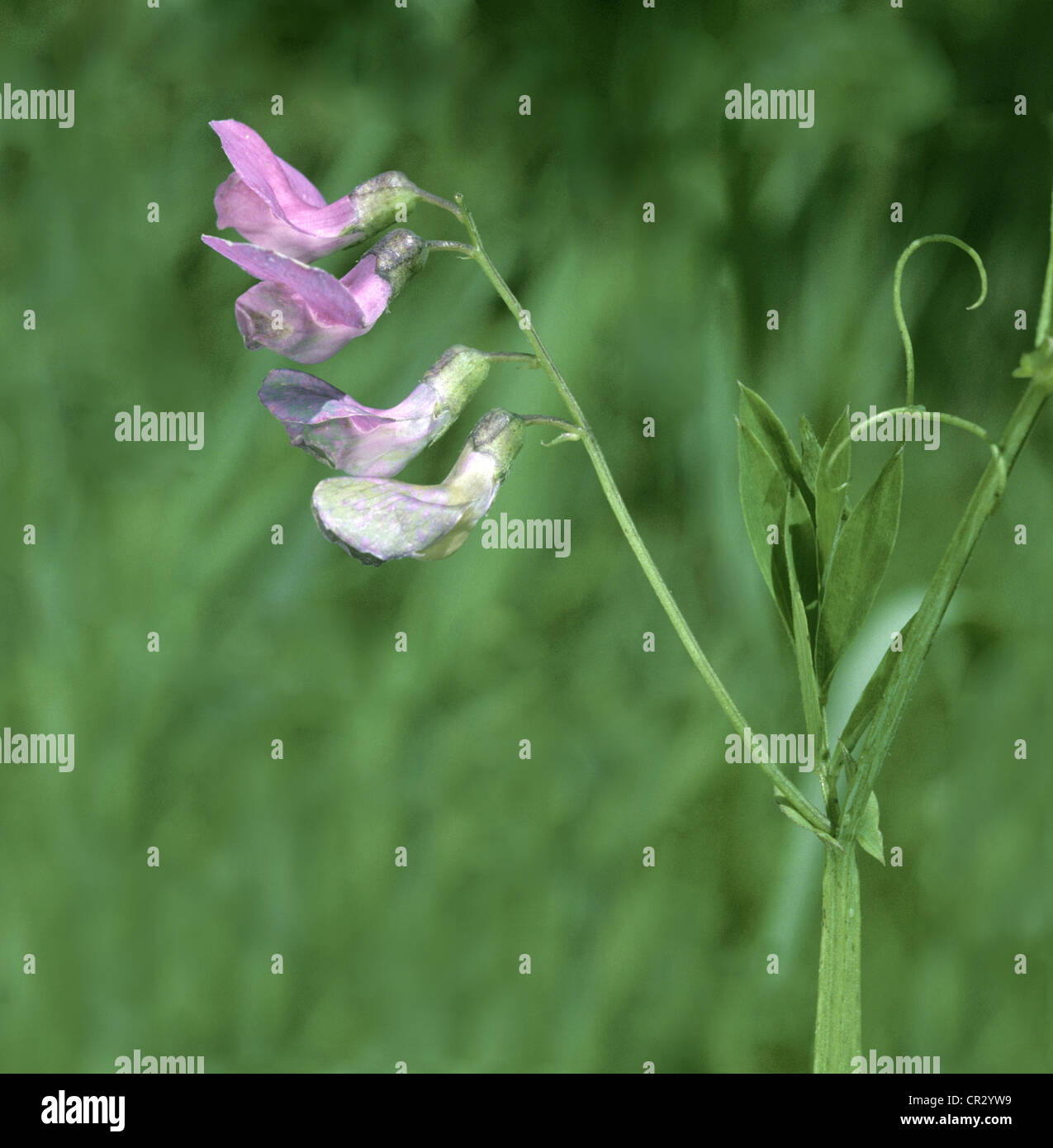 MARSH PEA Lathyrus palustris (Fabaceae Stock Photo - Alamy