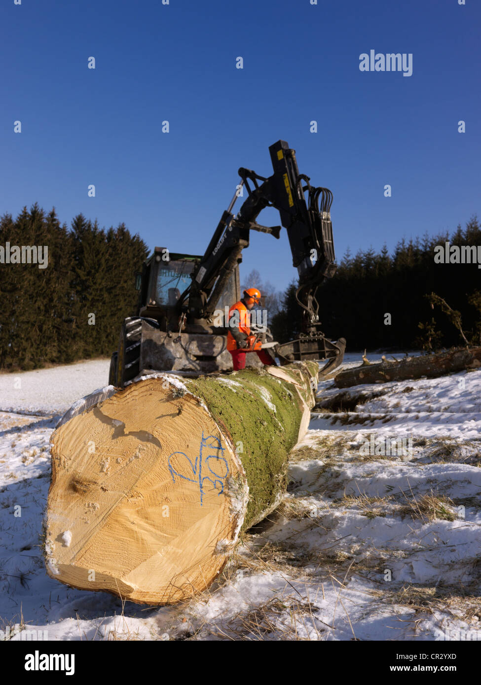 Logging, felled wood being processed into lumber, Freiamt, Black Forest ...