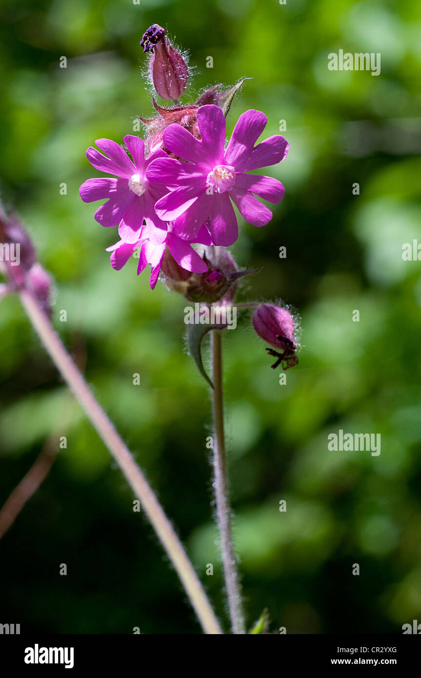 Mauve wild flower hi-res stock photography and images - Alamy