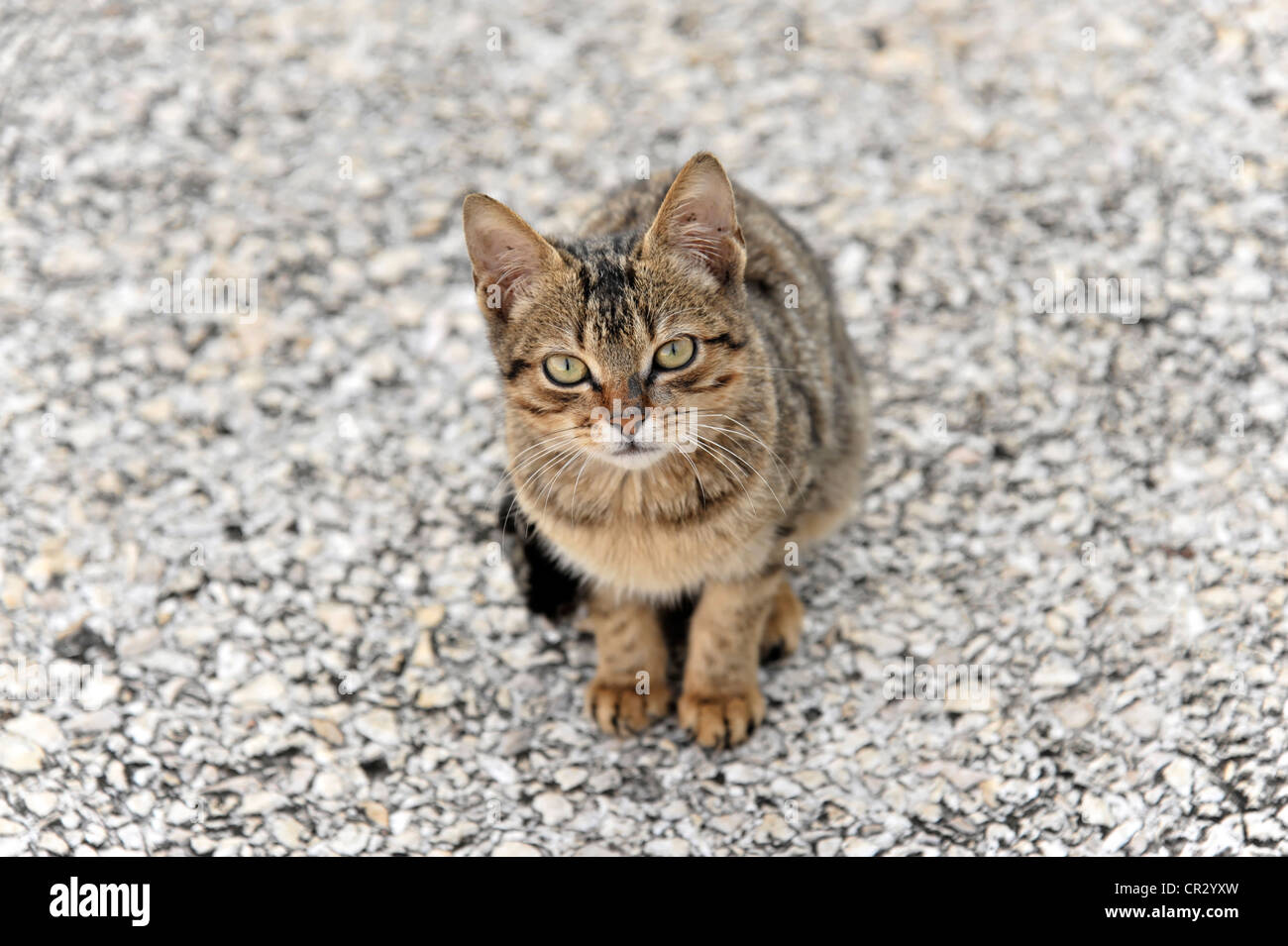Havana cats hi-res stock photography and images - Alamy