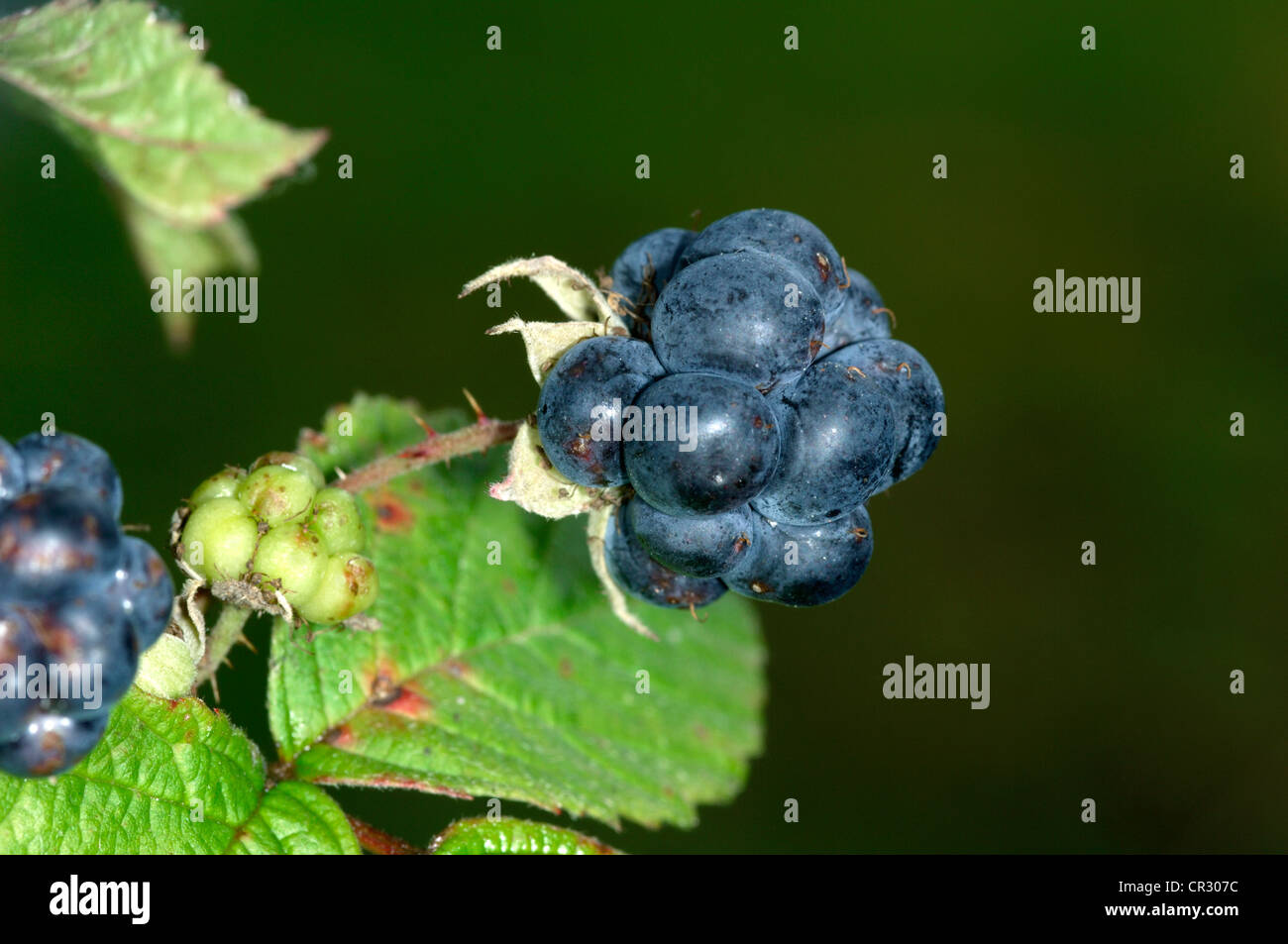 Wild dewberry plants hi-res stock photography and images - Alamy
