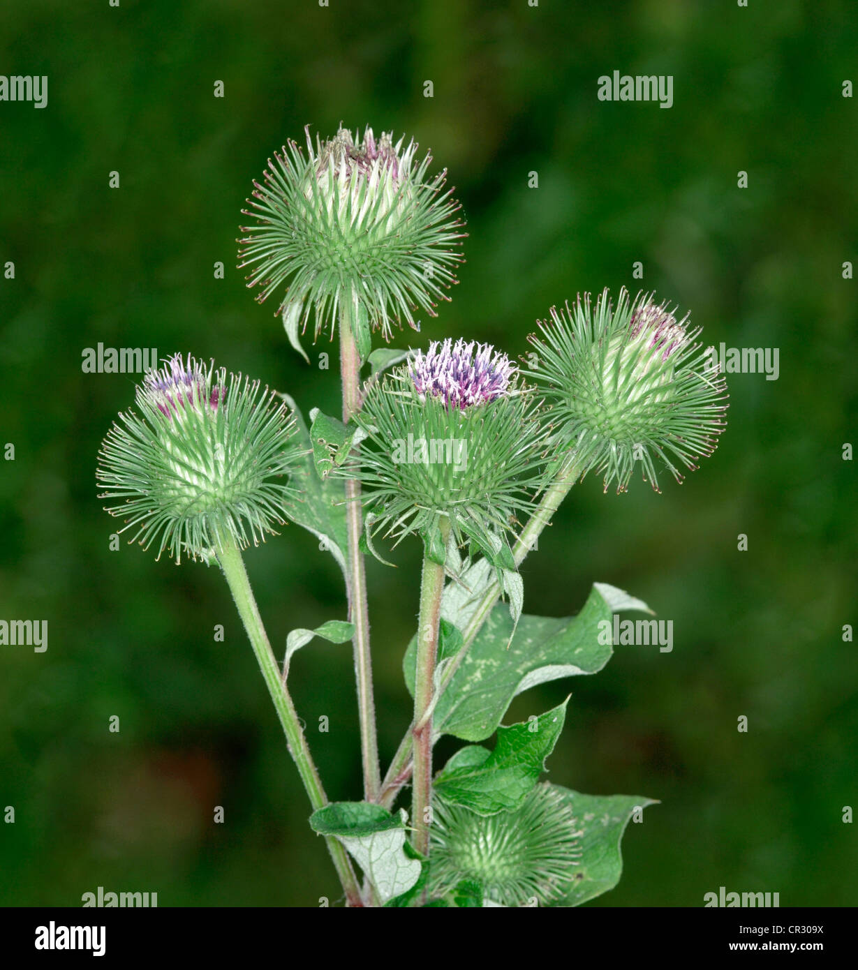 Plants arctium hi-res stock photography and images - Alamy