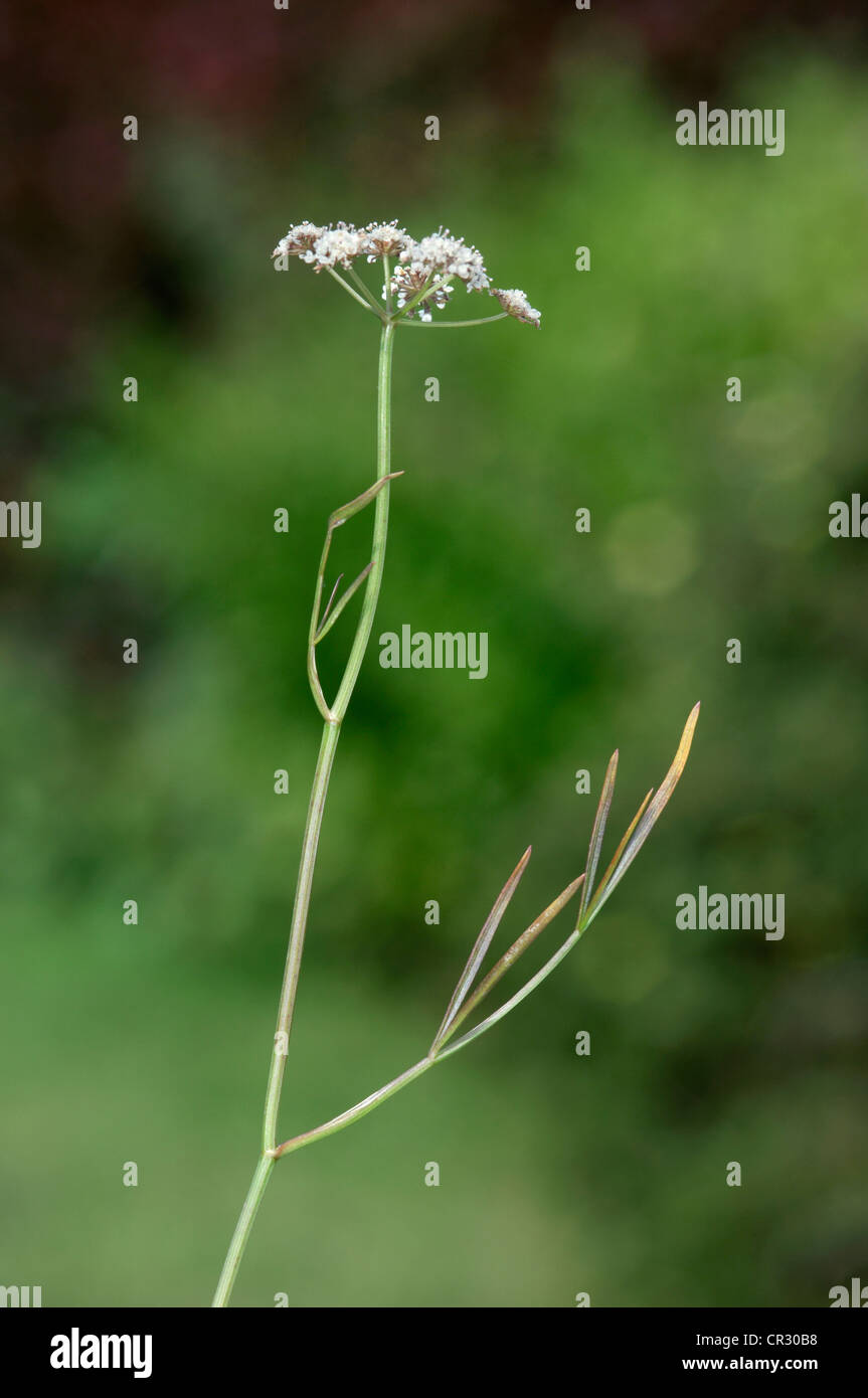 Water dropwort in flower hi-res stock photography and images - Alamy