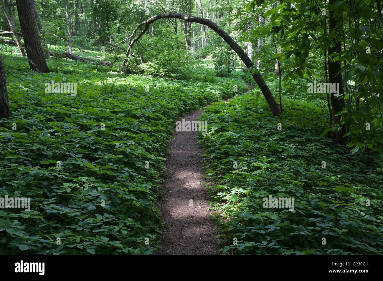 Path into forest hi-res stock photography and images - Alamy