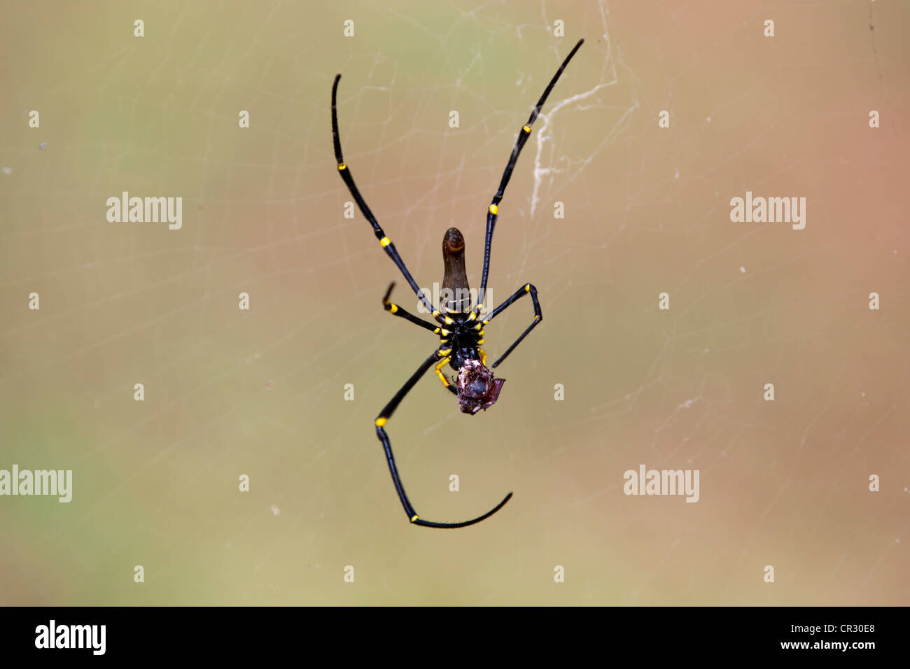 Golden silk orb-weaver (Nephila sp.), Queensland, Australia Stock Photo ...