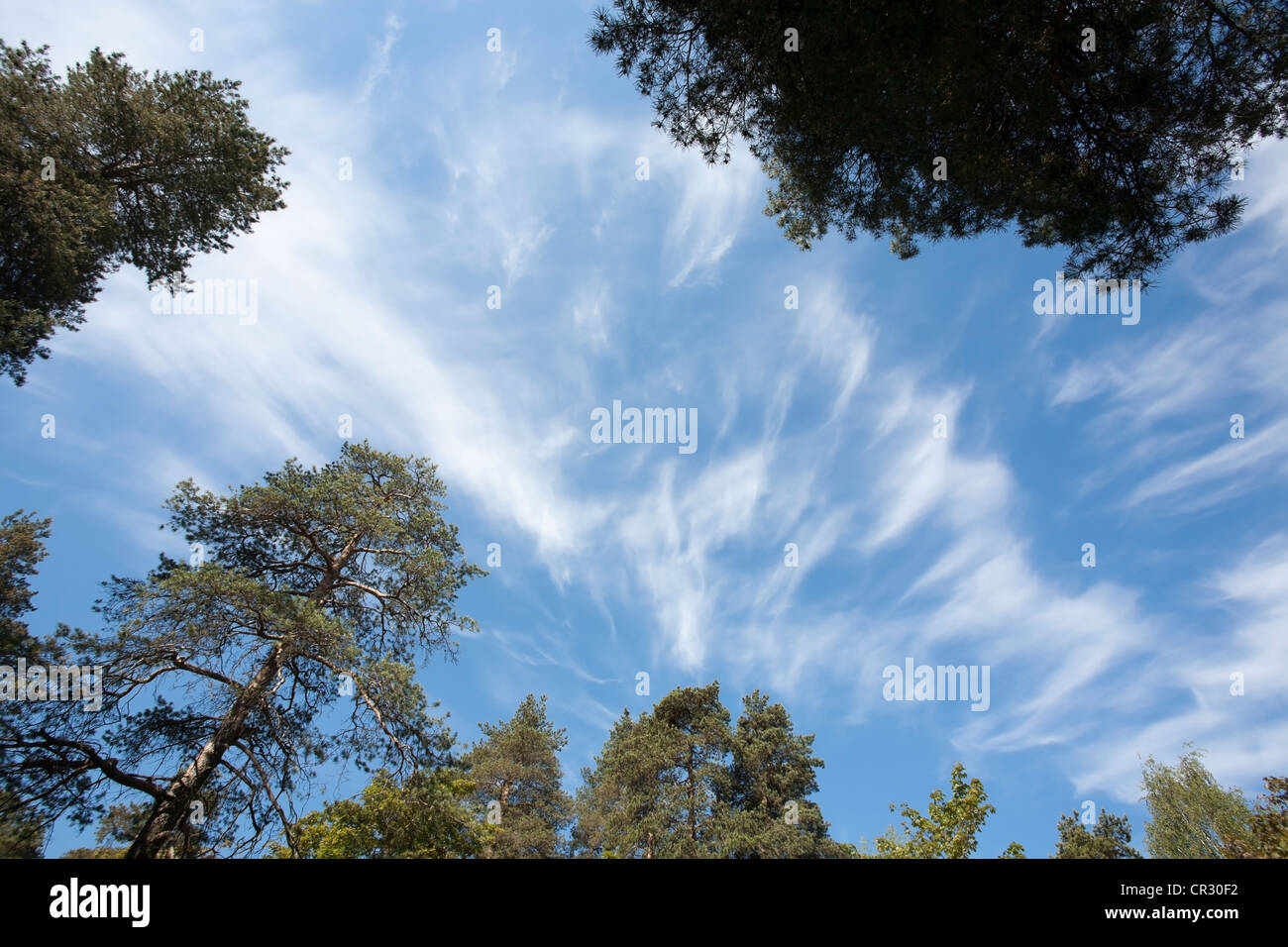 Cirrus clouds trees hi-res stock photography and images - Alamy