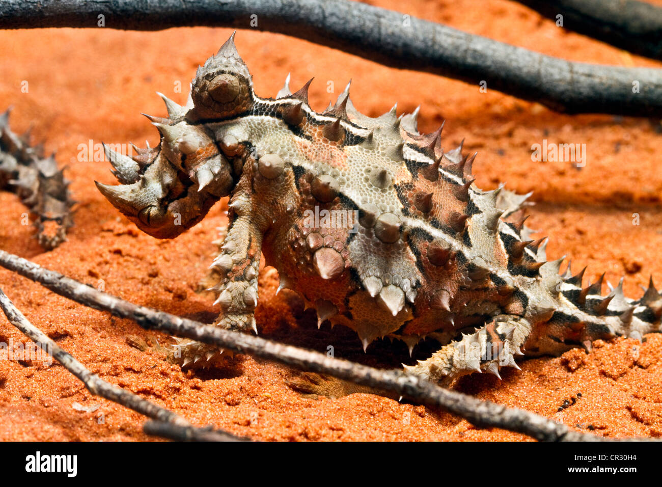 Thorny devil, thorny lizard (Moloch horridus), Northern Territory ...