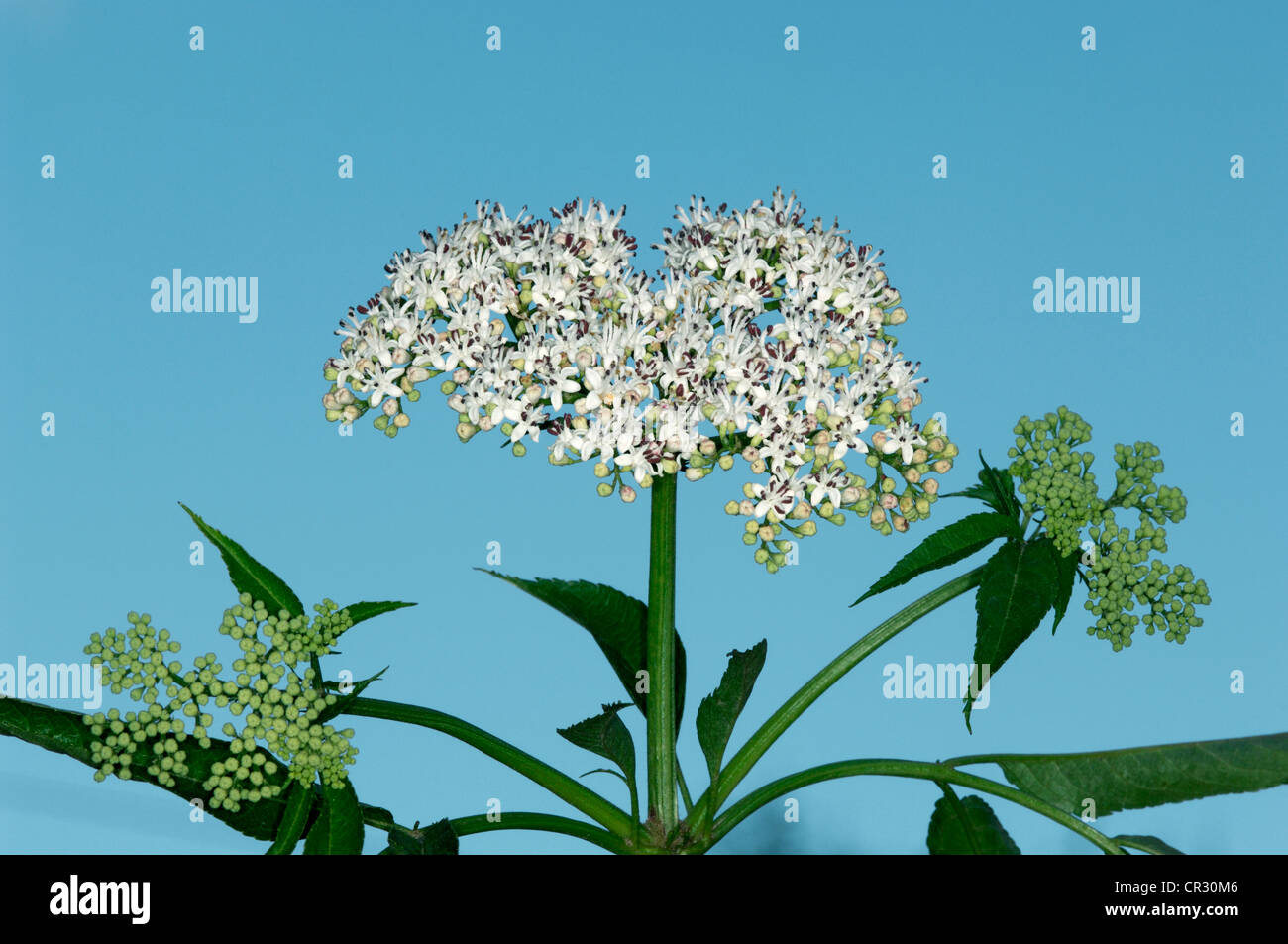 Dwarf elder tree hi-res stock photography and images - Alamy