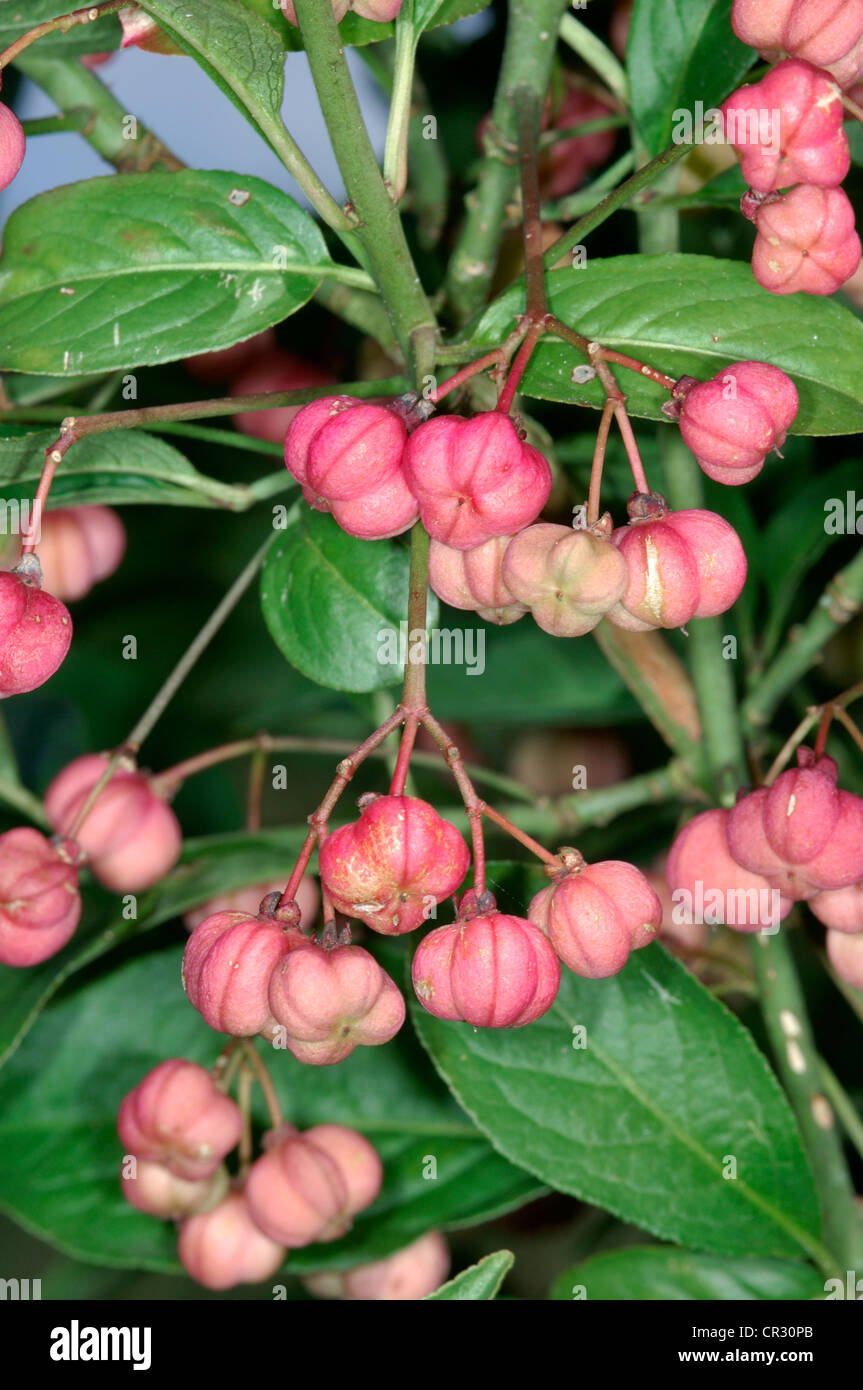 Spindle flower hi-res stock photography and images - Alamy