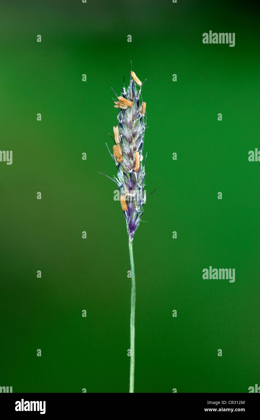 BULBOUS FOXTAIL Alopecurus bulbosus Stock Photo - Alamy