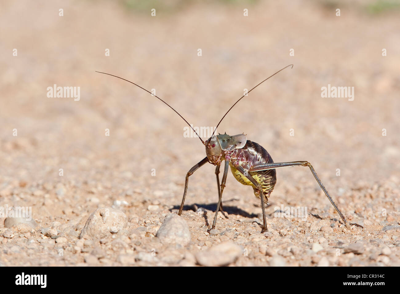 Namibia, Namib Desert, Namib Naukluft National Park, rainy season ...