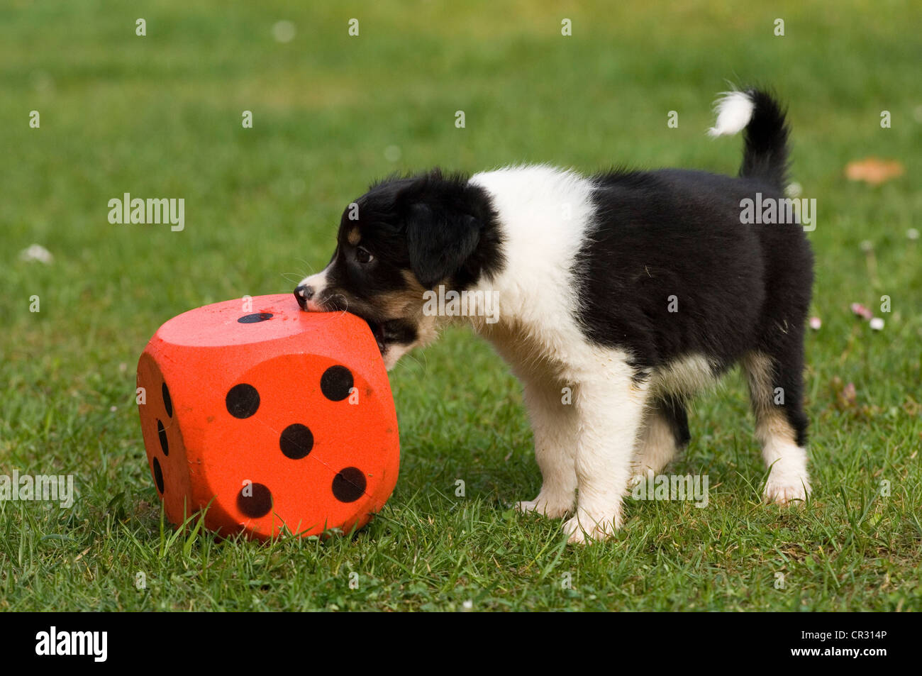 Border collie, tricolor, puppy biting into a red foam cube Stock Photo ...