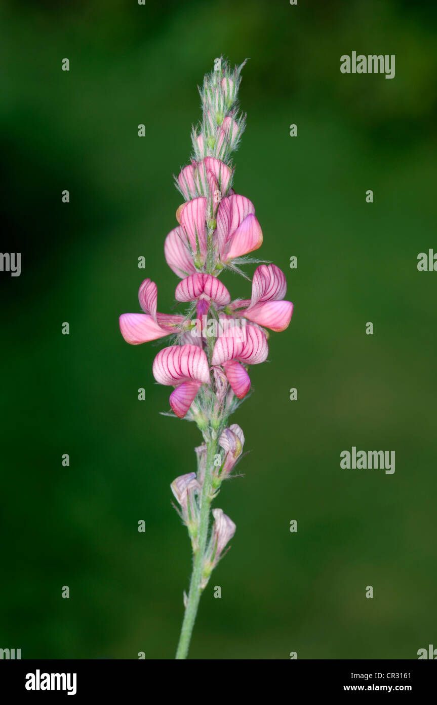 Sainfoin hi-res stock photography and images - Alamy
