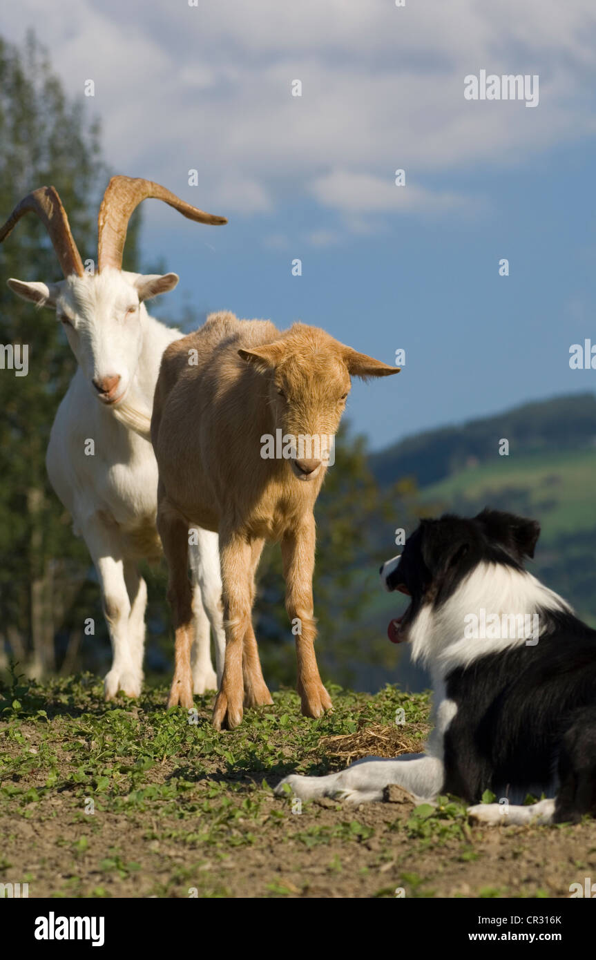Austria goats hi-res stock photography and images - Alamy