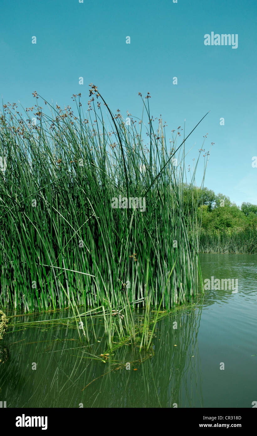 Common club rushes hi-res stock photography and images - Alamy