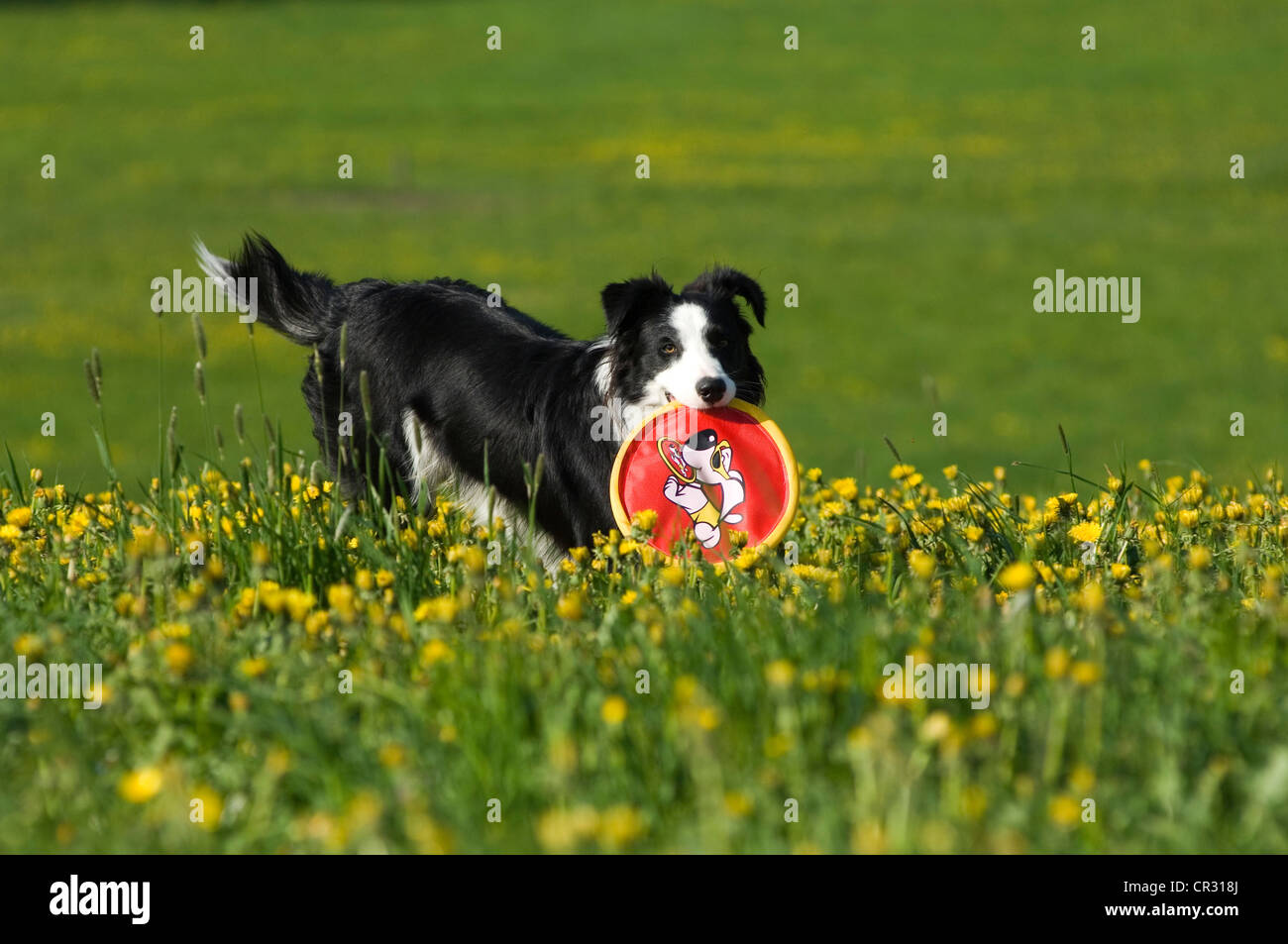 Border collie playing with a frisbee in its mouth, on a meadow with ...
