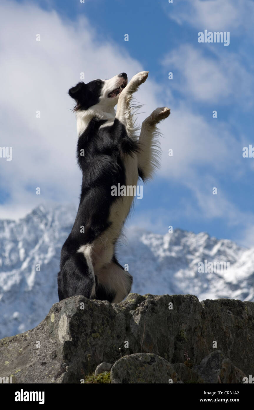 Border collie sitting up and begging on rocks, snowy mountains at the ...