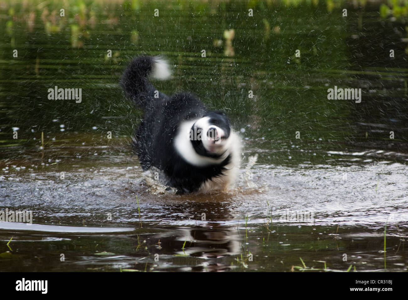 Border collie standing in the water, shaking, northern Tyrol, Austria ...