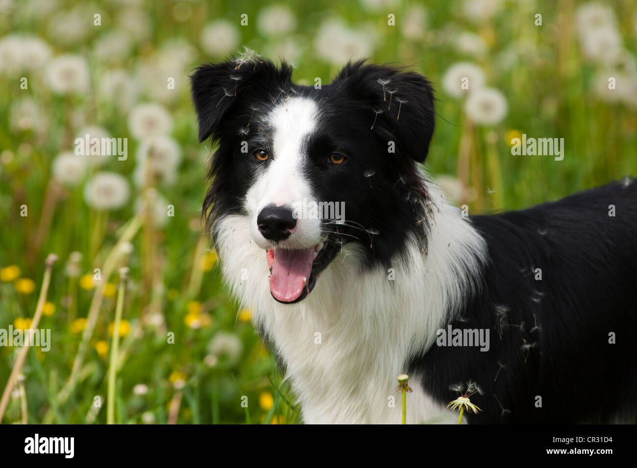 Border collie, portrait on a meadow with blowballs, northern Tyrol ...