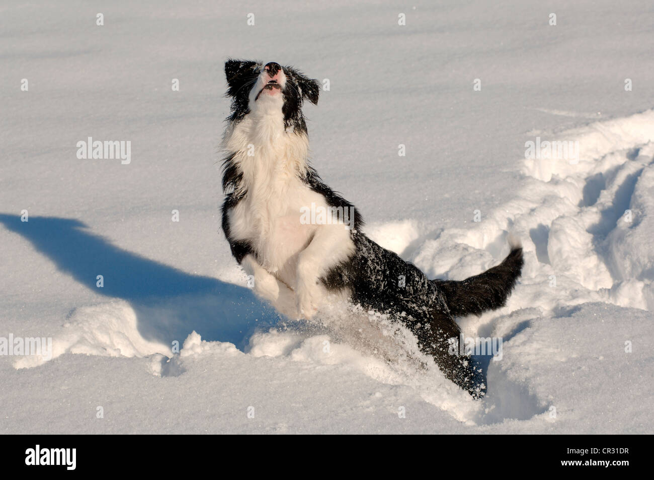 Catching a snowball hi-res stock photography and images - Alamy