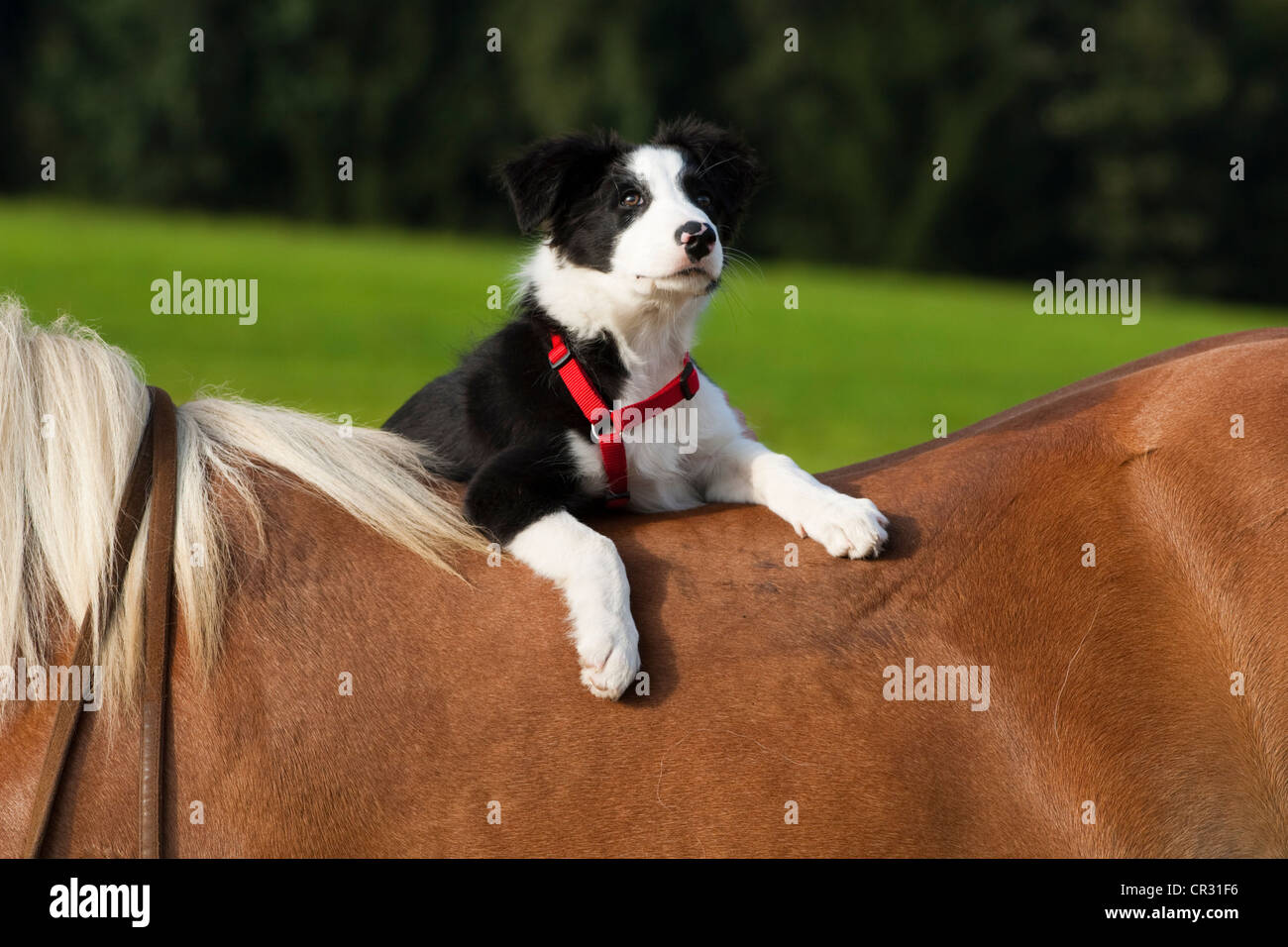 Border Collie Back High Resolution Stock Photography and Images - Alamy