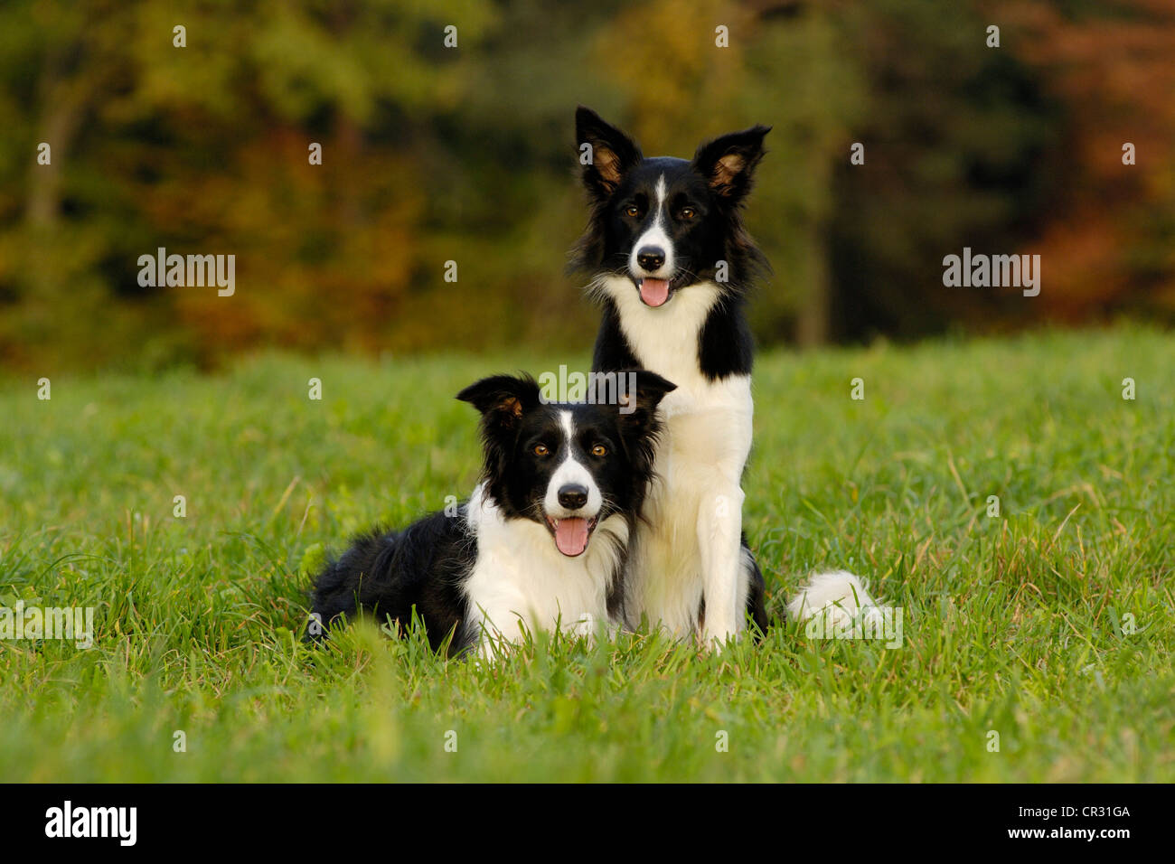 Two Border Collies on a meadow Stock Photo - Alamy