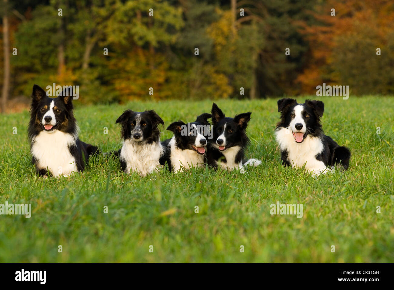 Five Border Collies lying on a meadow Stock Photo - Alamy