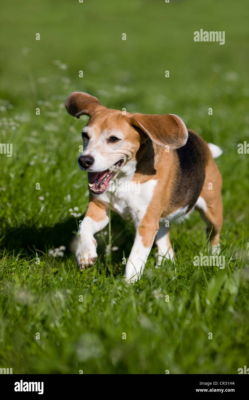 Old photo dog hi-res stock photography and images - Alamy