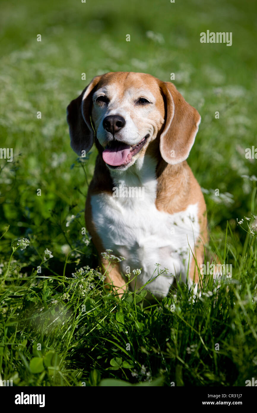 Old aged elderly dog hi-res stock photography and images - Alamy