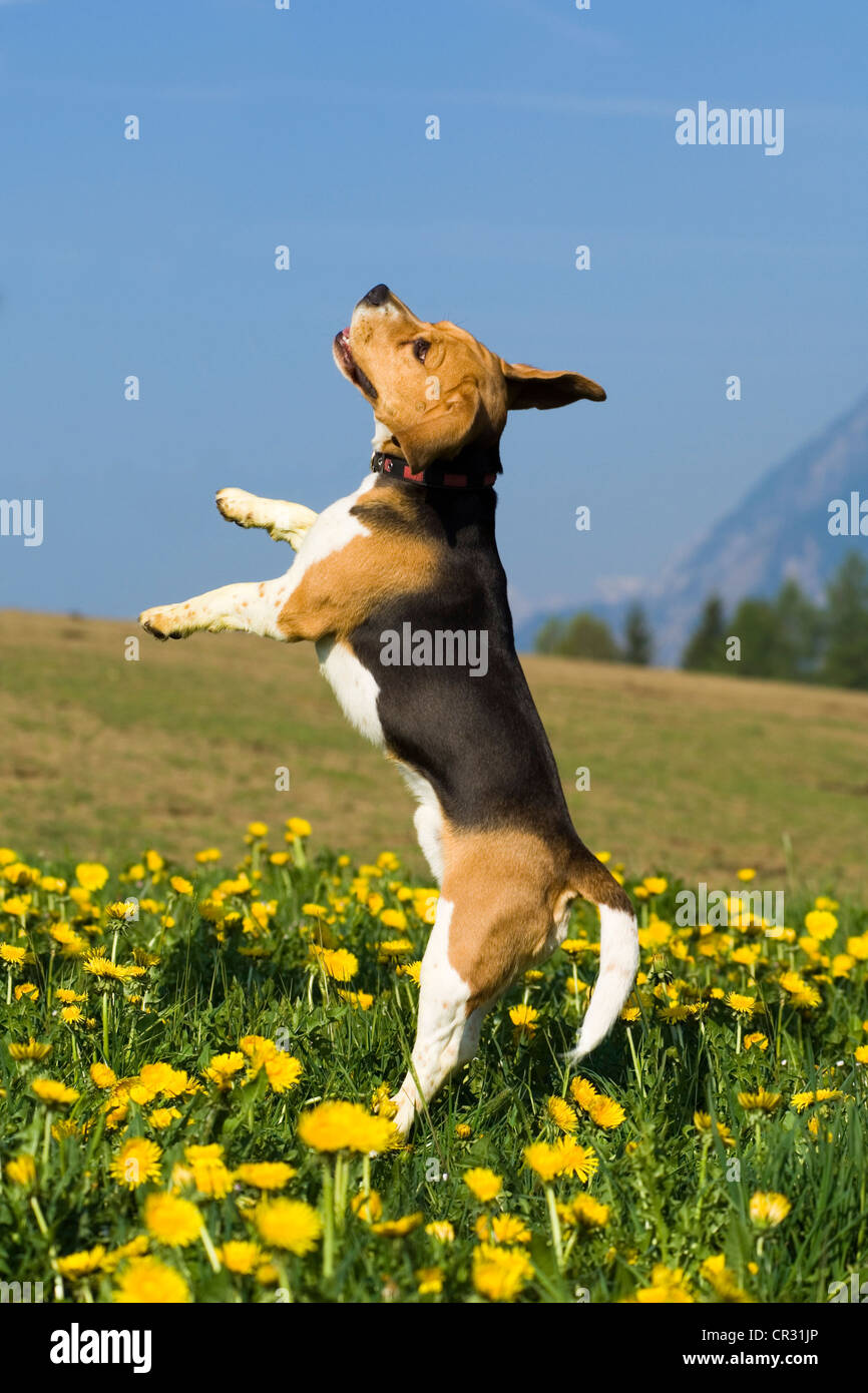 Beagle jumping in the air in a dandelion meadow Stock Photo - Alamy