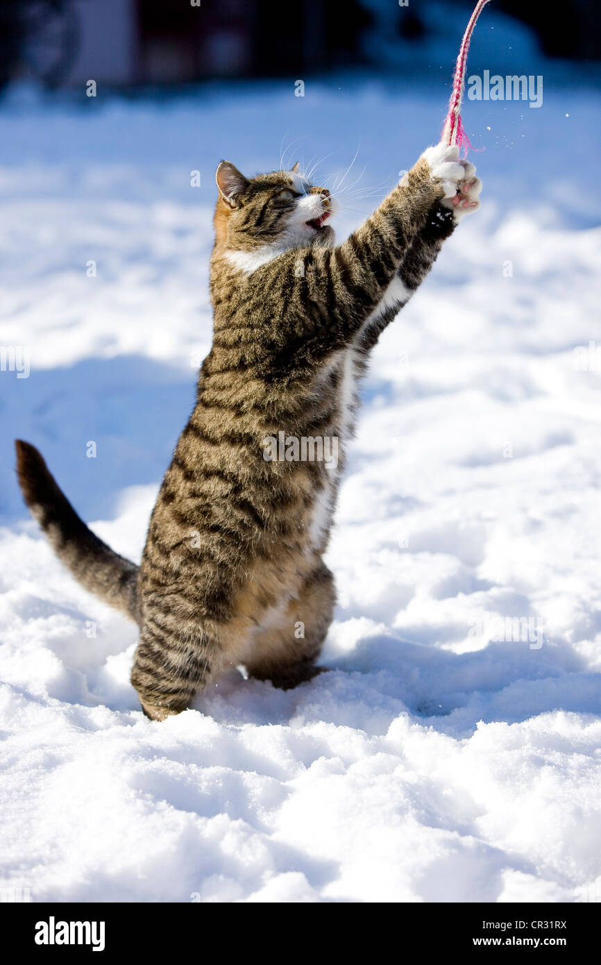 Tabby cat in the snow, having caught a string with its paws, North ...